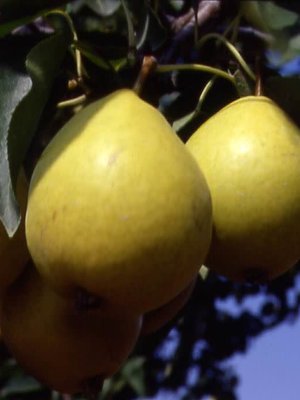 Fruit Trees - TC Nursery