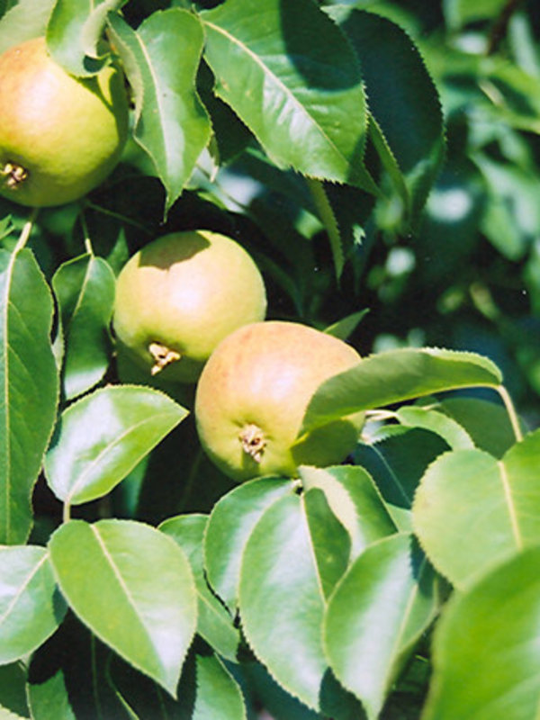 Pear Trees - TC Nursery