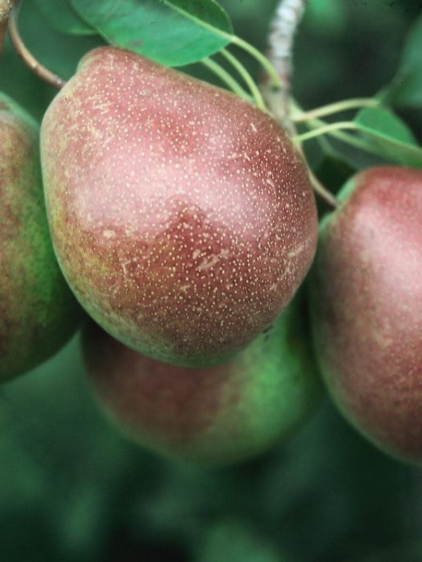 Pear Trees - TC Nursery