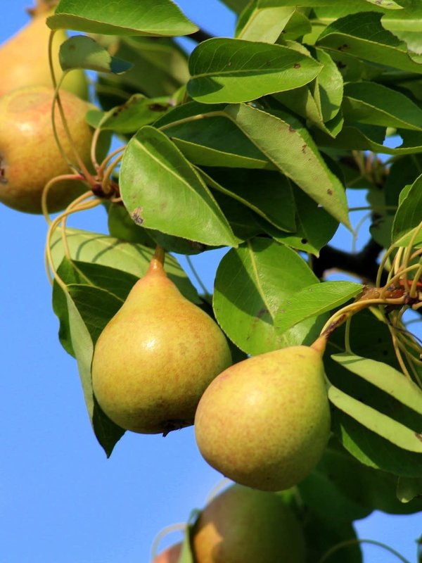 Pear Trees - TC Nursery