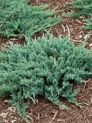 Juniper - TC Nursery