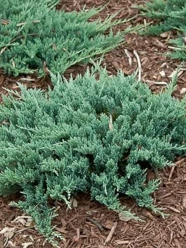 Juniper - TC Nursery