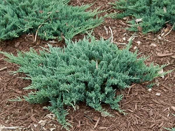 Blue Chip Juniper - ct #2 - TC Nursery