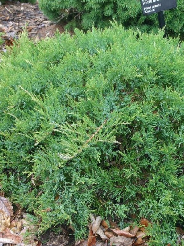 Juniper - TC Nursery