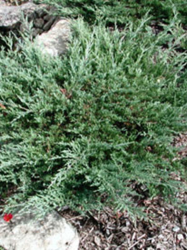 Juniper - TC Nursery