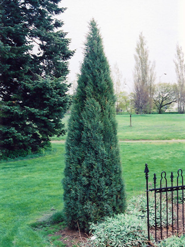 Juniper - TC Nursery