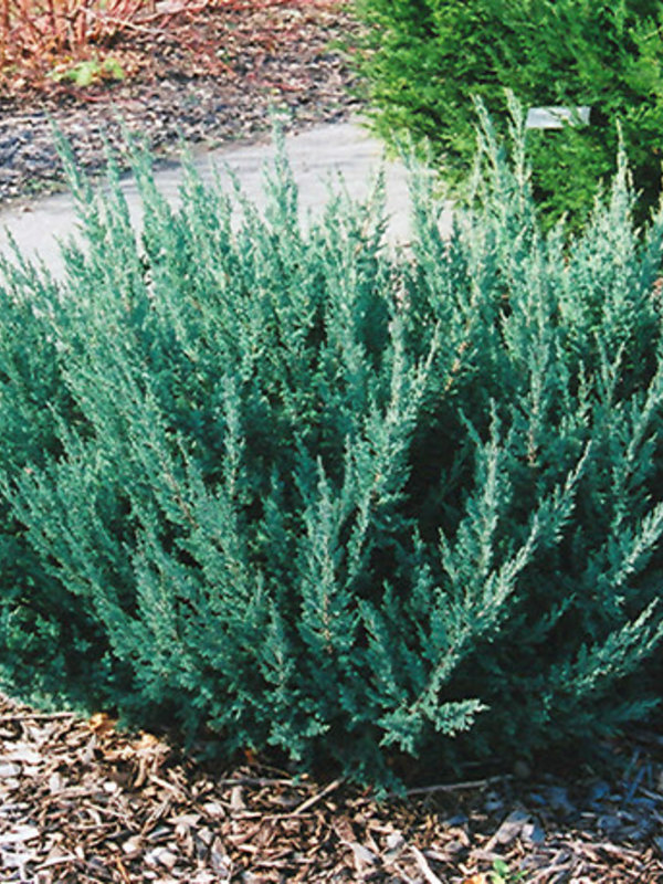 Juniper - TC Nursery