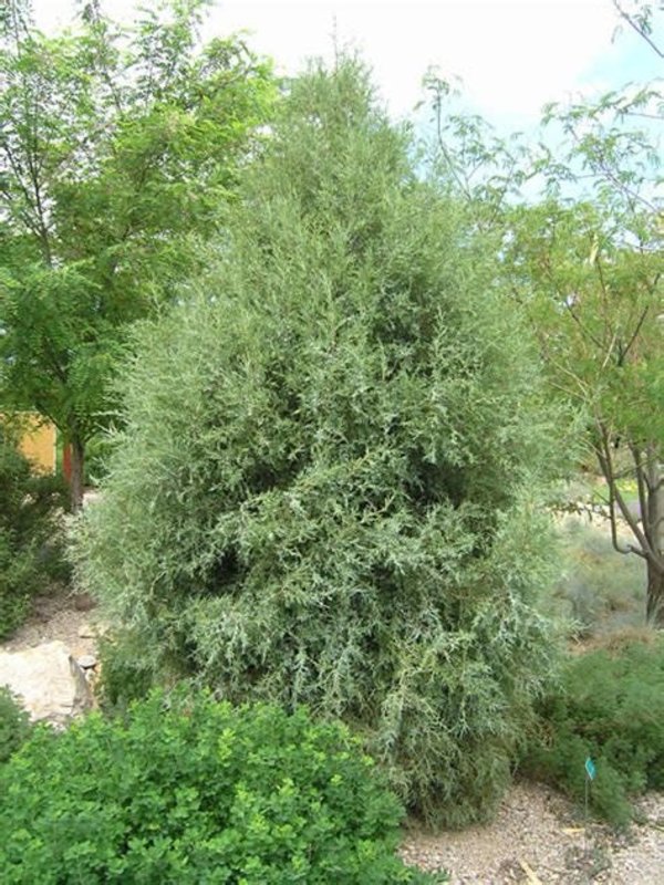 Juniper - TC Nursery