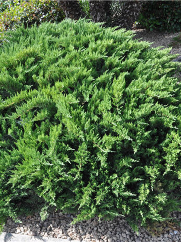 Juniper - TC Nursery