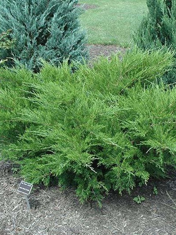 Juniper - TC Nursery