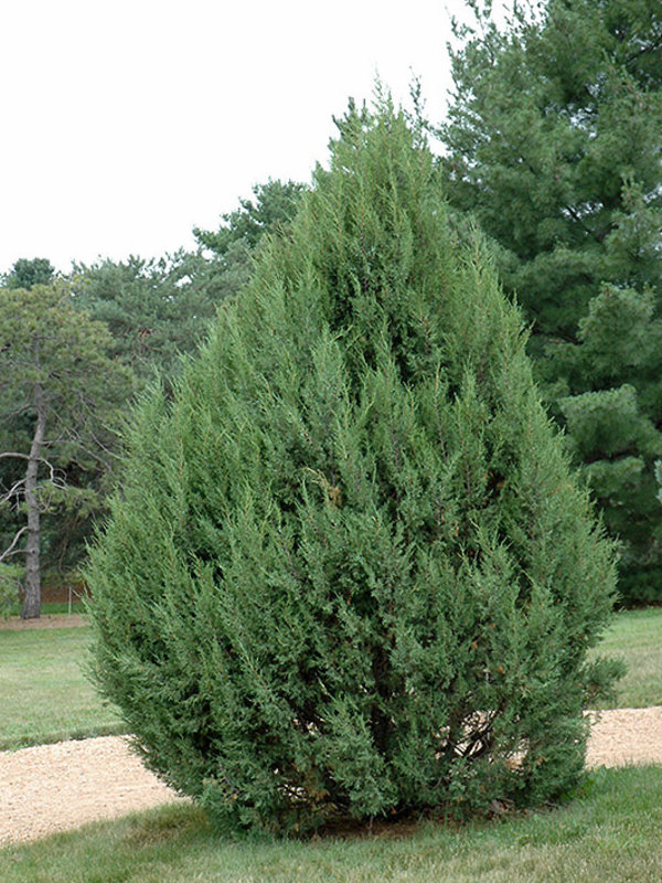 Juniper - TC Nursery