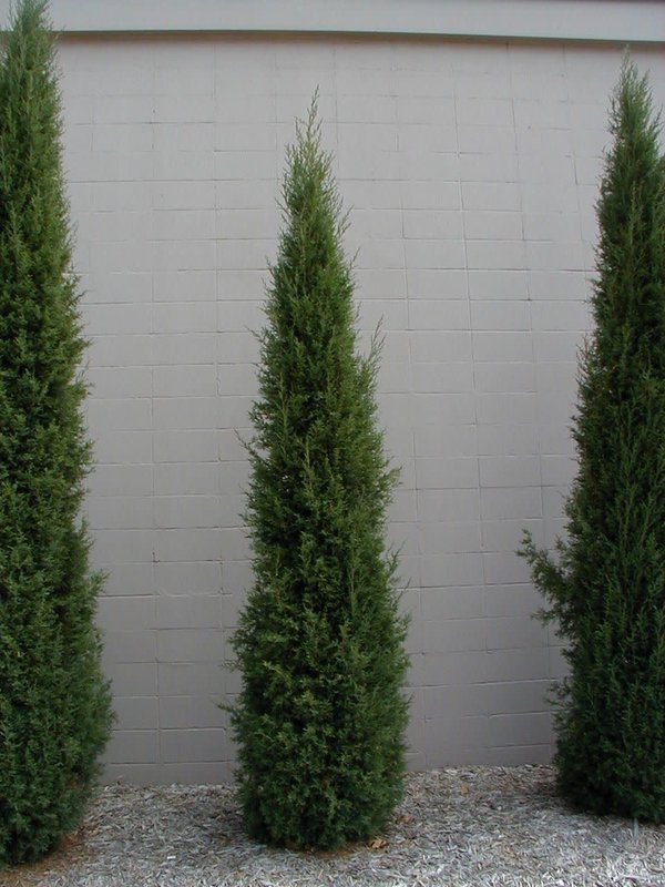 Juniper - TC Nursery