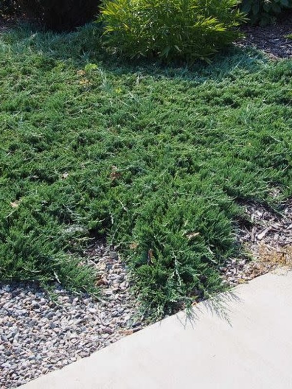 Juniper - TC Nursery