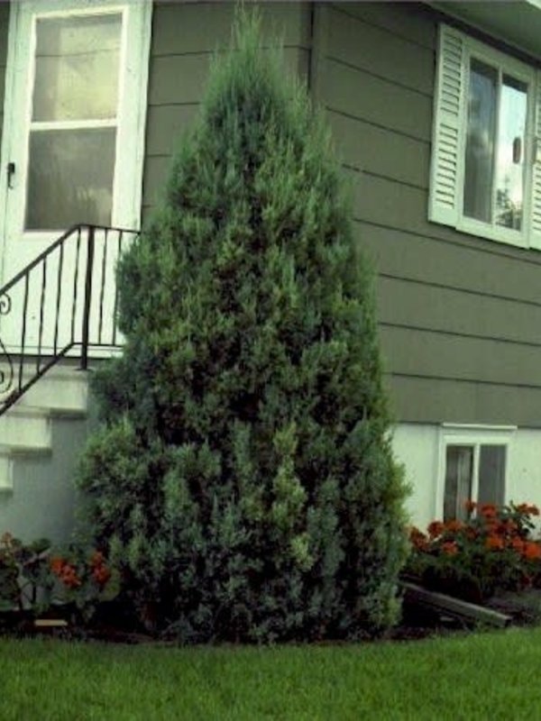 Juniper - TC Nursery