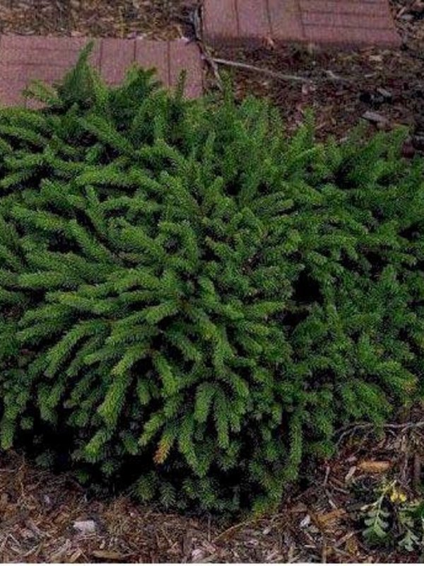 Spruce - TC Nursery