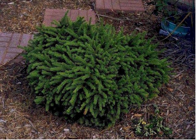 Bird's Nest Spruce - ct #2 - TC Nursery