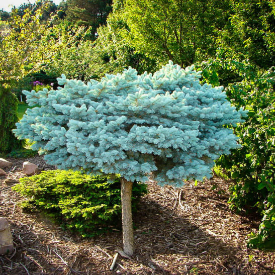 Globe Blue Spruce - tree form #10 - TC Nursery