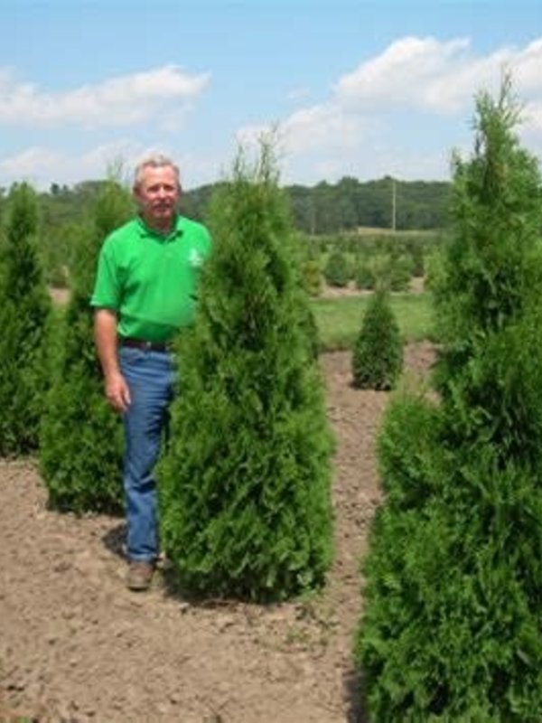 Arborvitae - TC Nursery