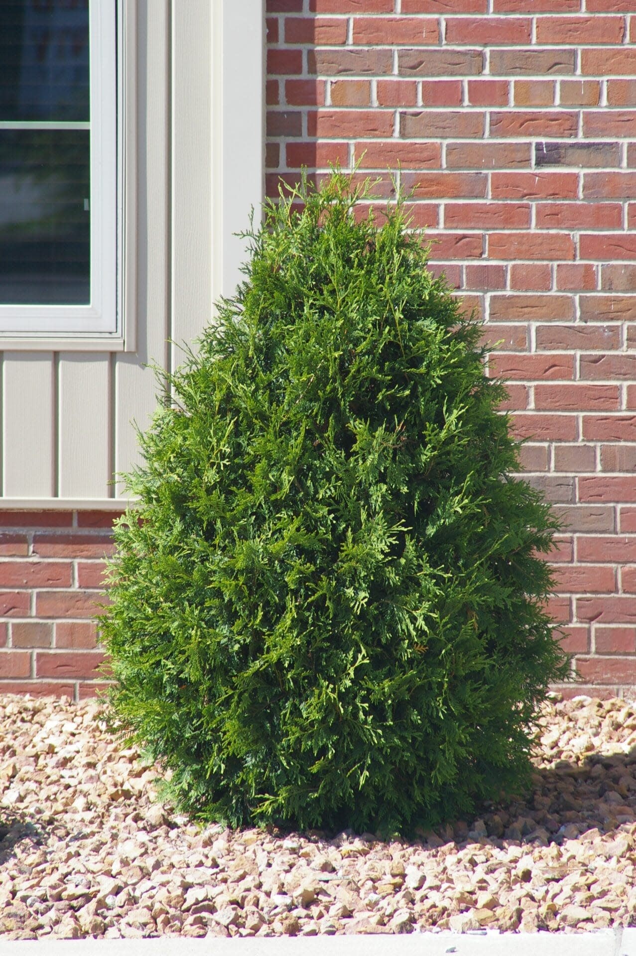 Techny Arborvitae - ct #10 - TC Nursery