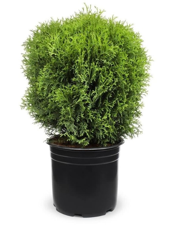 Arborvitae - TC Nursery