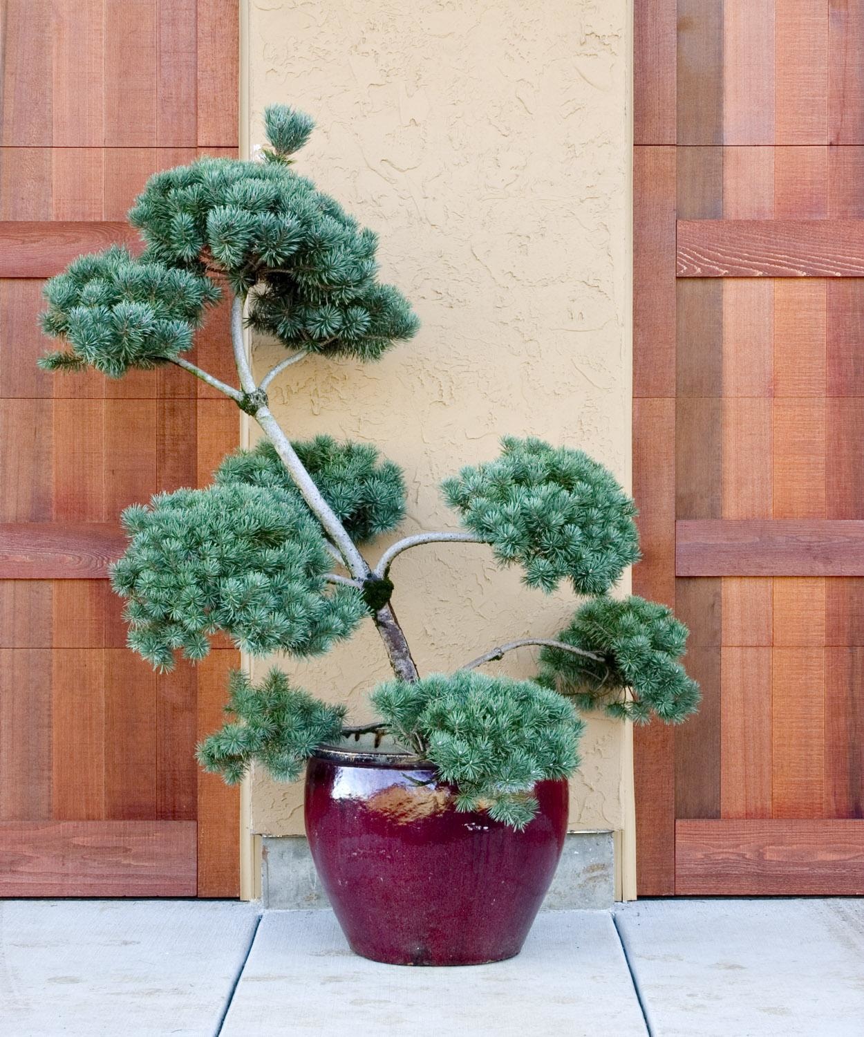 French Blue Oriental Pine - ct#10 Pom Pon - TC Nursery