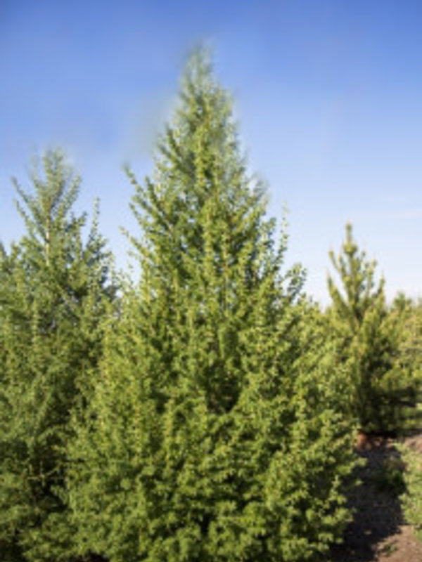 Larch - TC Nursery