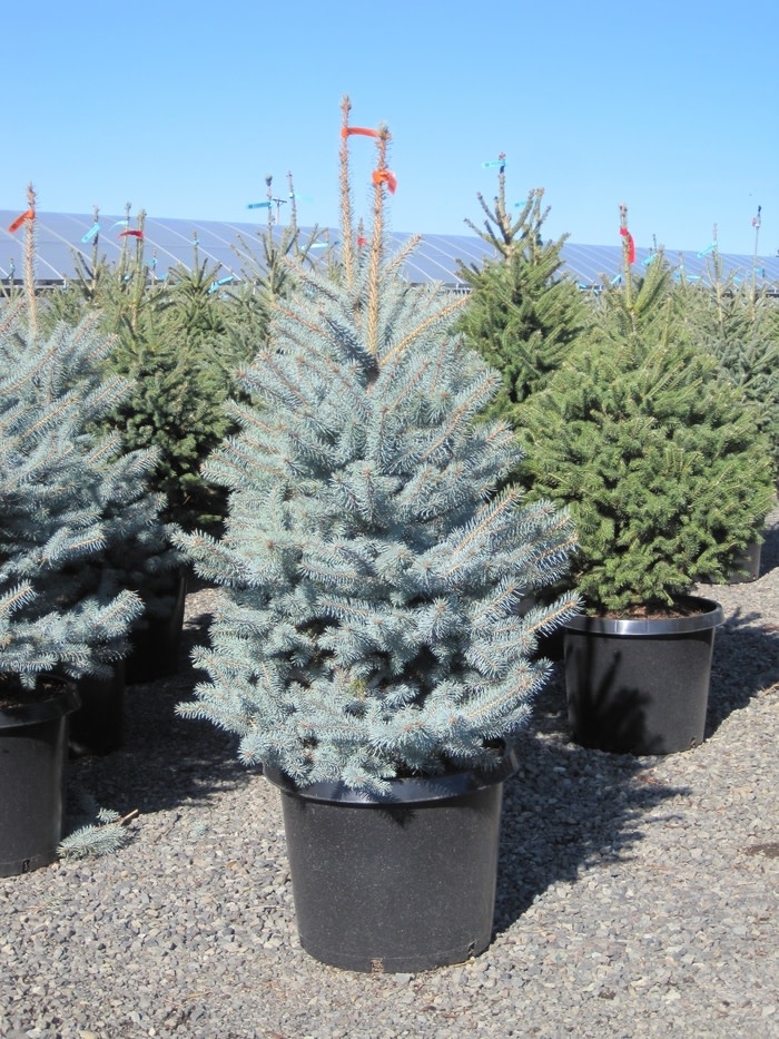 Blue Diamond Spruce - ct #15 3-4' - TC Nursery