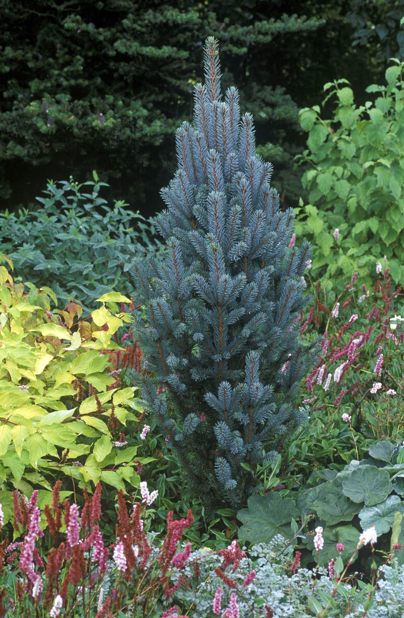 Fastigiata Spruce - ct #15 3-4' - TC Nursery