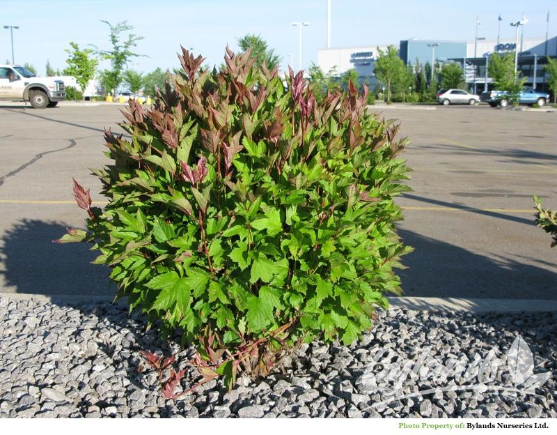 Bailey Compact Cranberrybush - ct #2 - TC Nursery