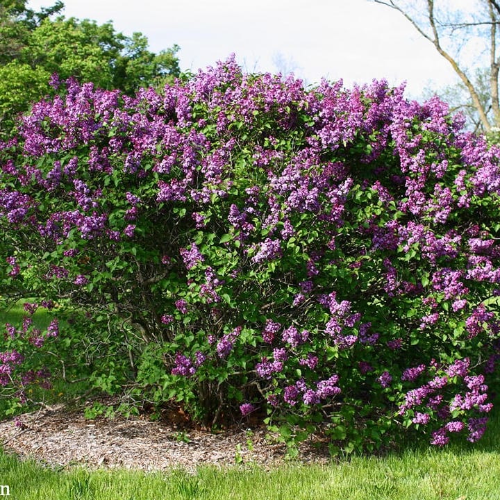 Common Purple Lilac - ct #2 - TC Nursery