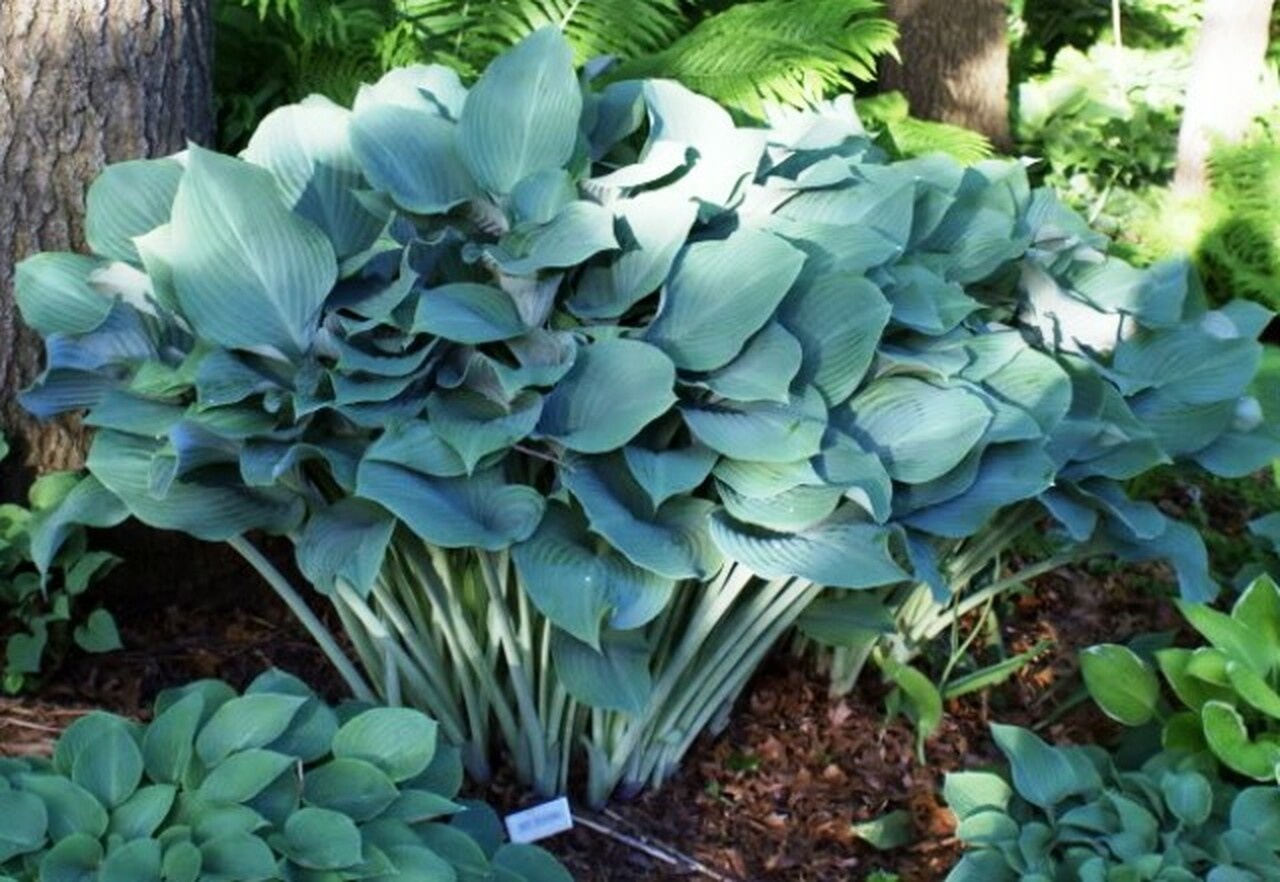 Krossa Regal Hosta - ct #1 - TC Nursery