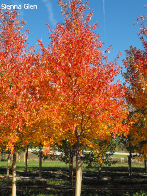Maple - TC Nursery
