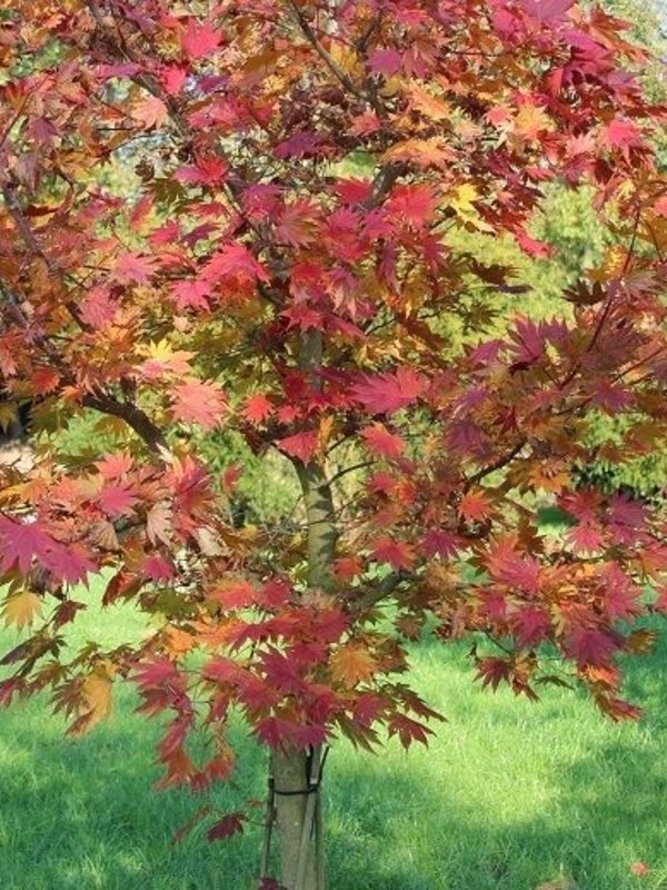 Maple - TC Nursery