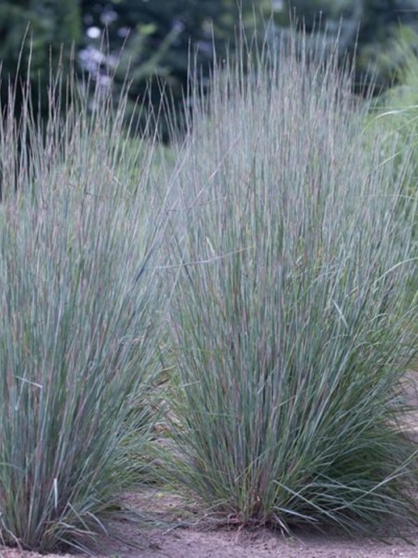 Grass - TC Nursery