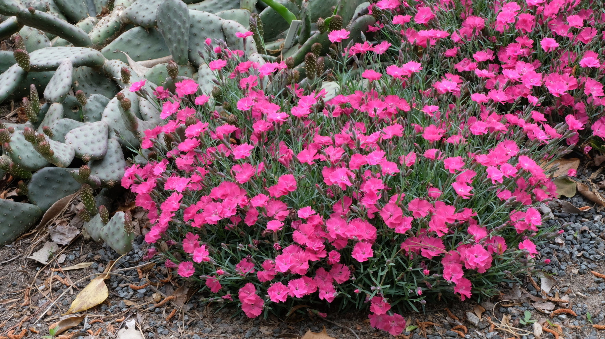 Vivid Bright Light Dianthus - ct #1 - TC Nursery