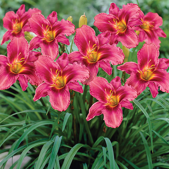 Grape Magic Daylily - ct #1 - TC Nursery