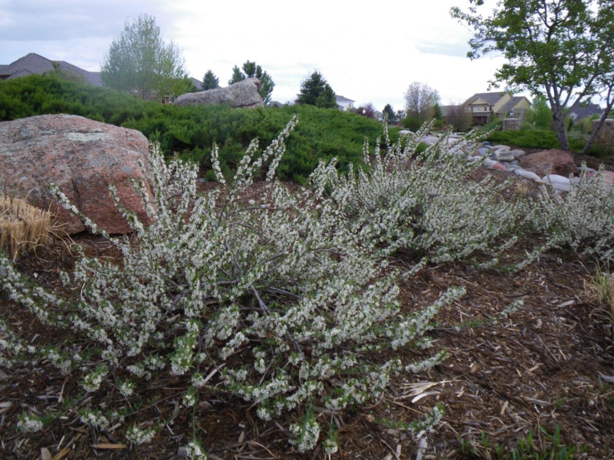 Western Sand Cherry-shrub - ct #2 - TC Nursery