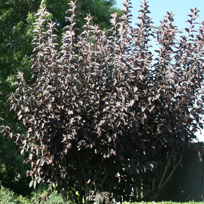Canada Red Select Cherry-Shrub - TC Nursery