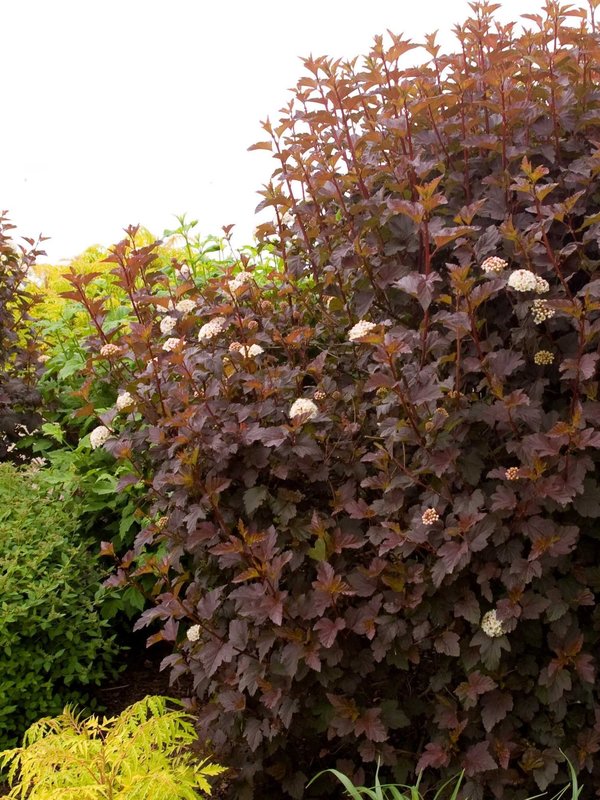 Ninebark - TC Nursery