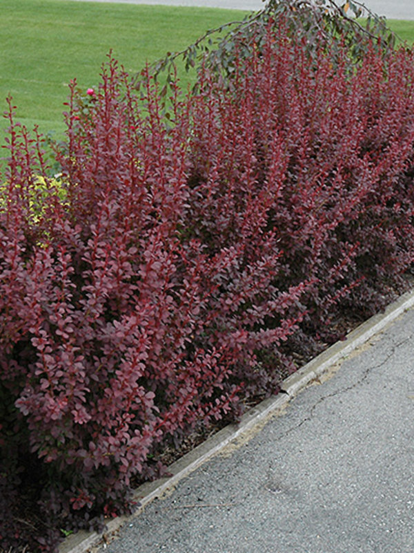 Barberry - TC Nursery