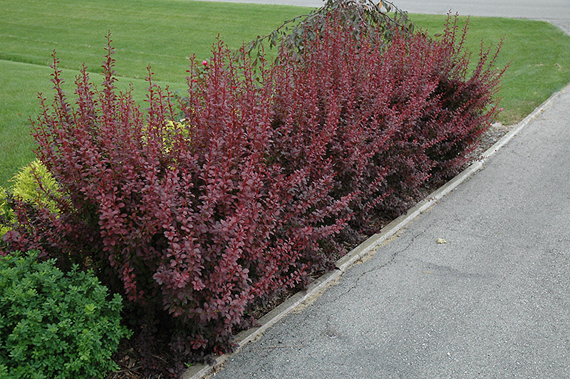 Ruby Carousel Barberry - ct #2 - TC Nursery