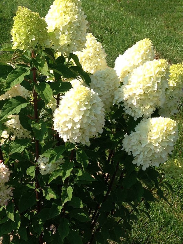 Hydrangea - TC Nursery