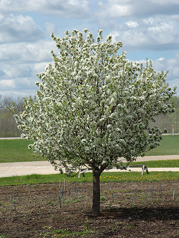 Flowering Crab - TC Nursery