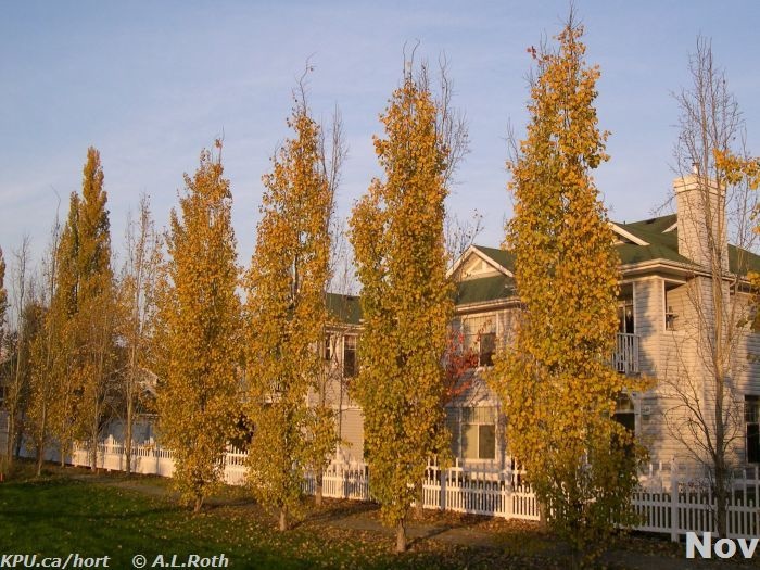 Swedish Aspen - ct #7 3/4'' - TC Nursery