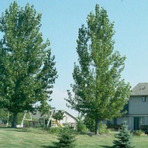 Siouxland - 6' - TC Nursery