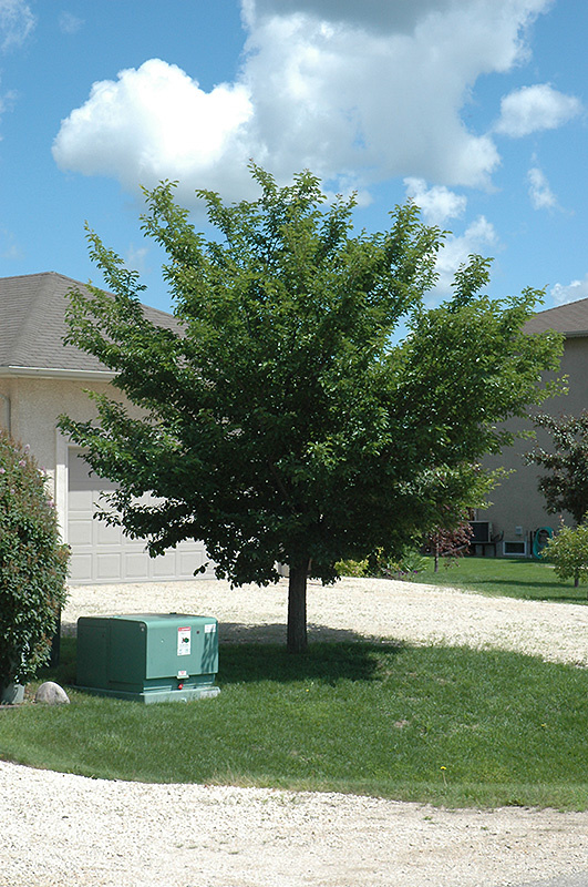 Discovery elm - ct #10 - TC Nursery