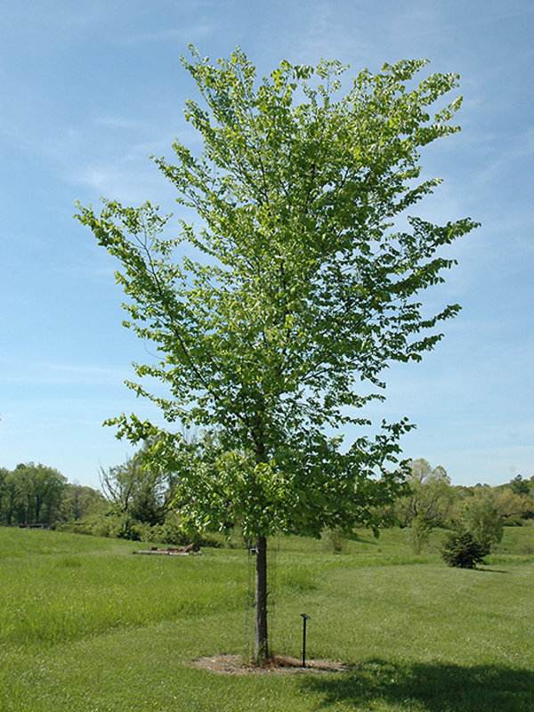 Elm - TC Nursery