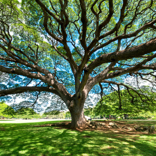 TC Nursery - TC Nursery