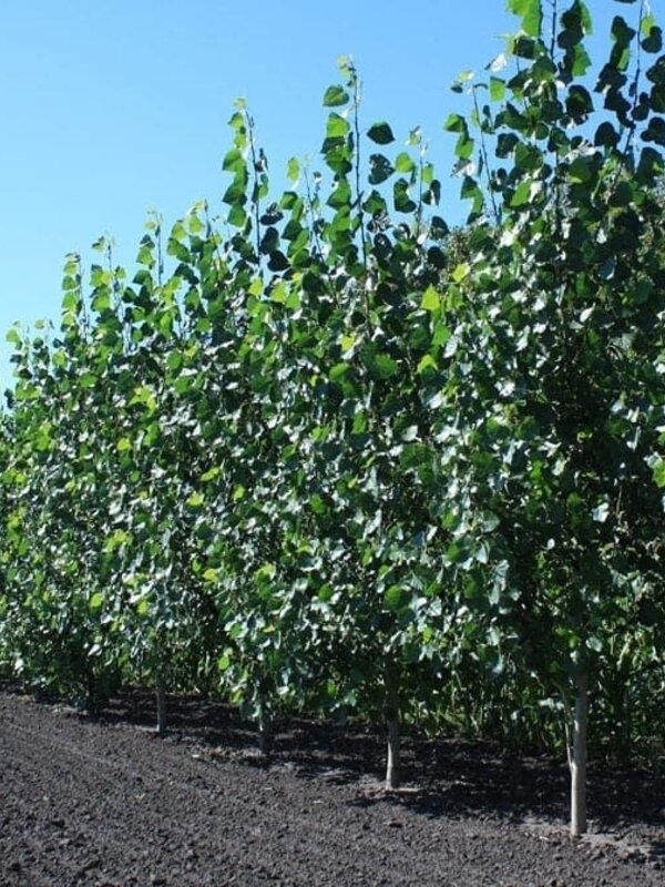 Poplar - TC Nursery