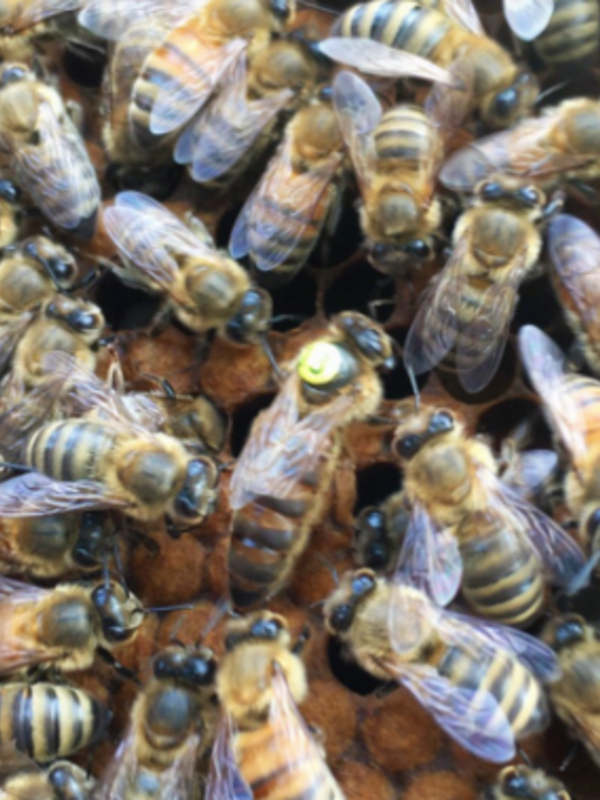Beekeeping - Bees - To Bee or not to bee